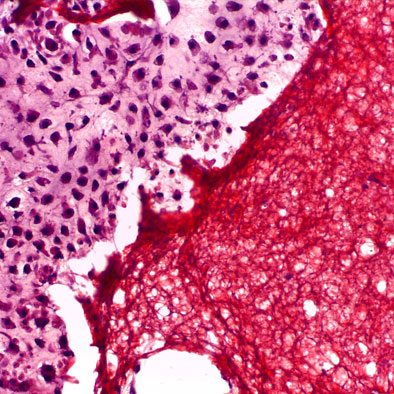 Organoids, Tissue engineering - DuranLab